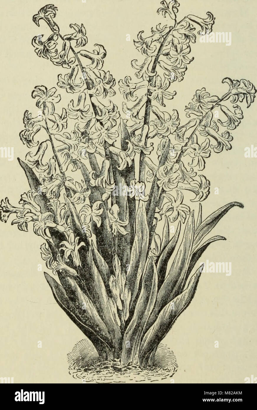 Bulbs and tuberous-rooted plants; their history, description, methods ...