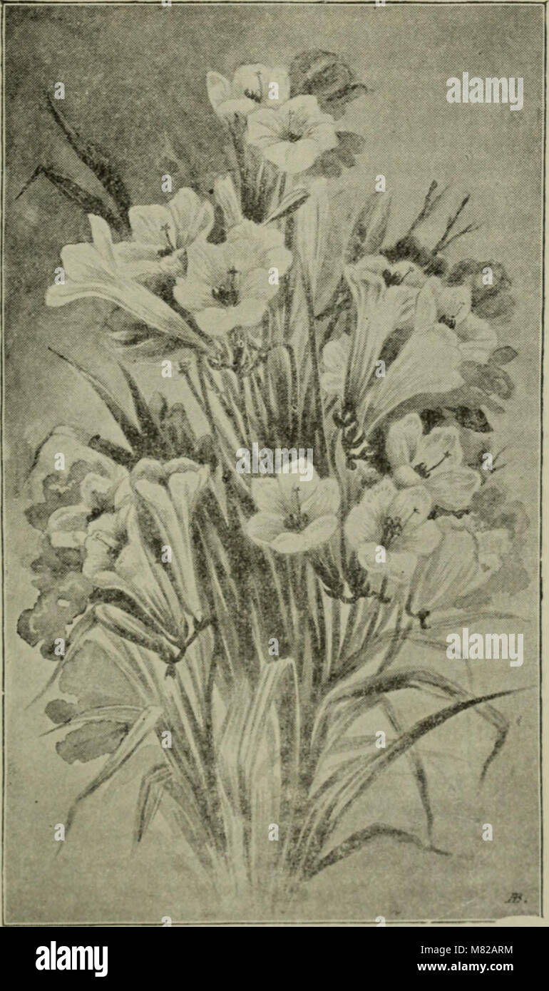 Bulbs and tuberous-rooted plants; their history, description, methods ...
