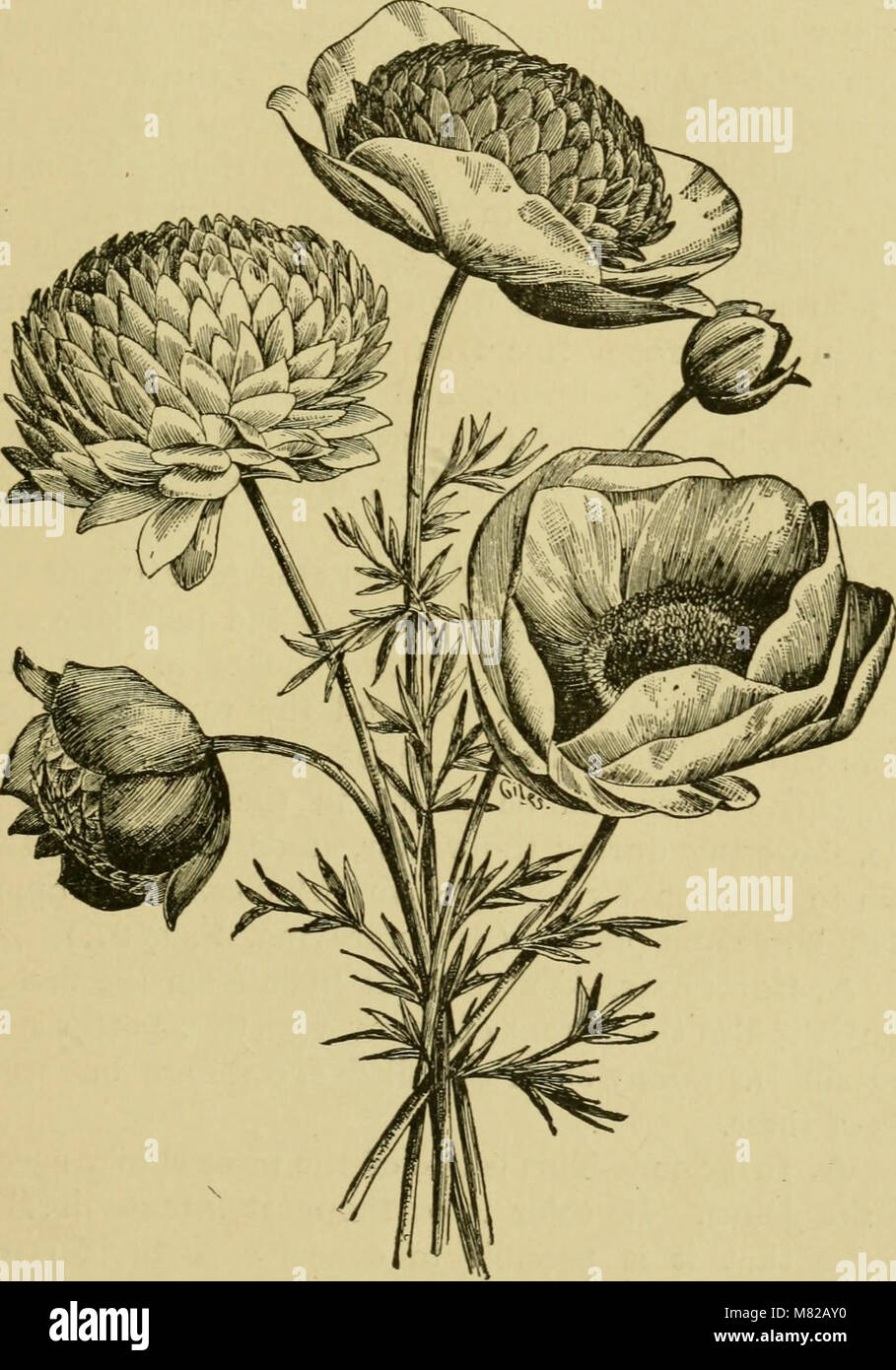 Bulbs and tuberous-rooted plants - their history, description, methods ...