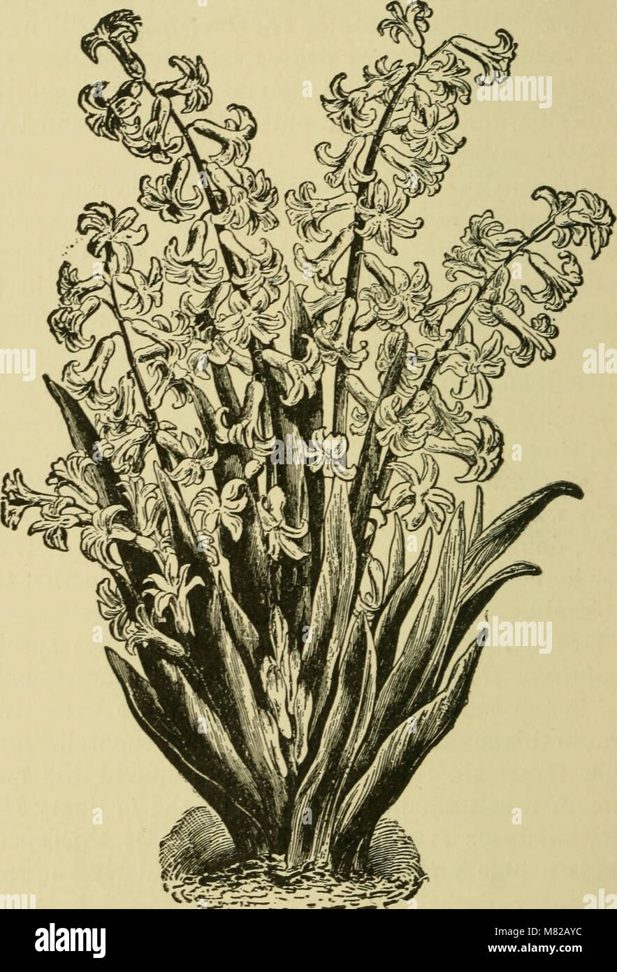 Bulbs and tuberous-rooted plants - their history, description, methods ...