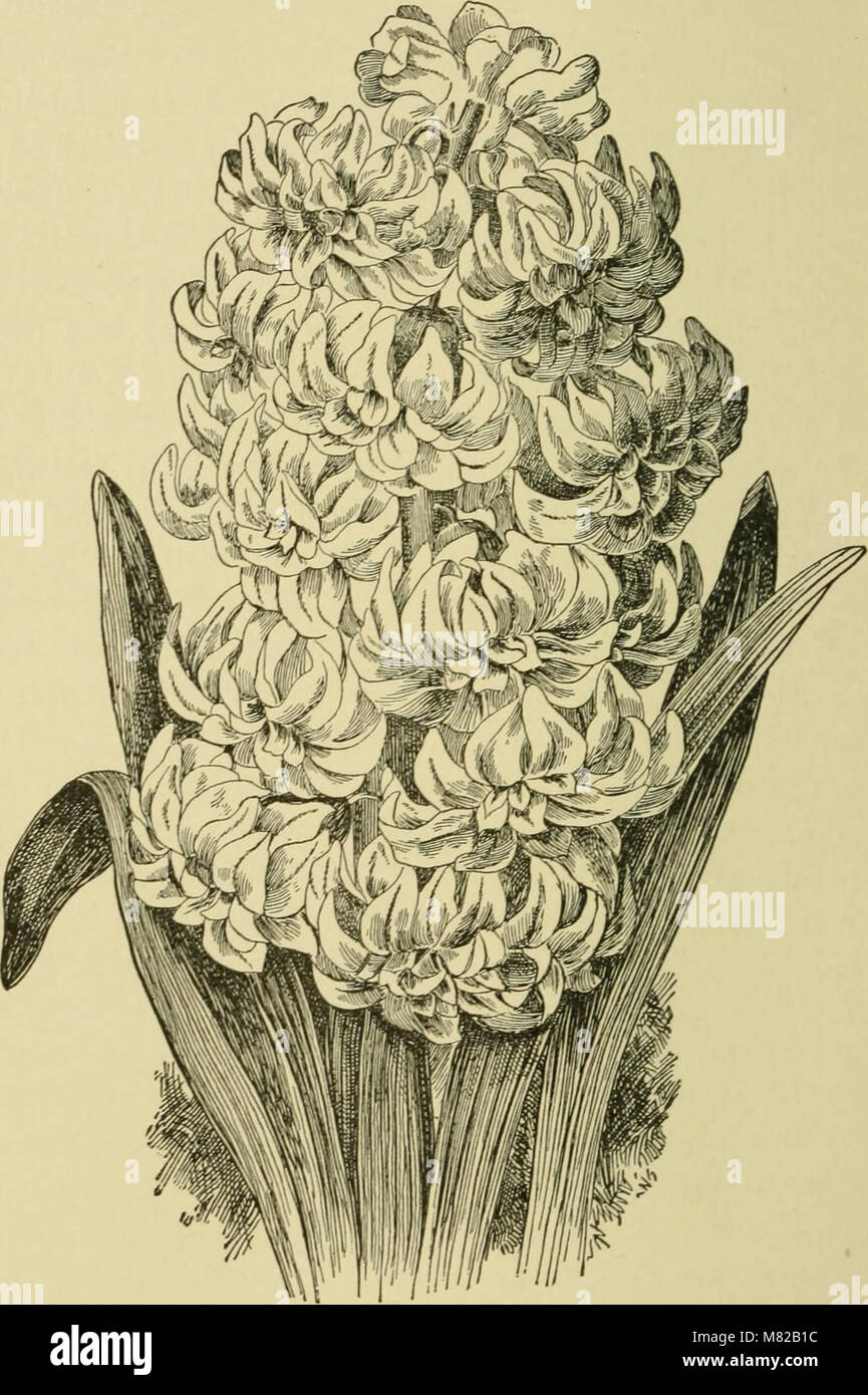 Bulbs and tuberous-rooted plants - their history, description, methods ...