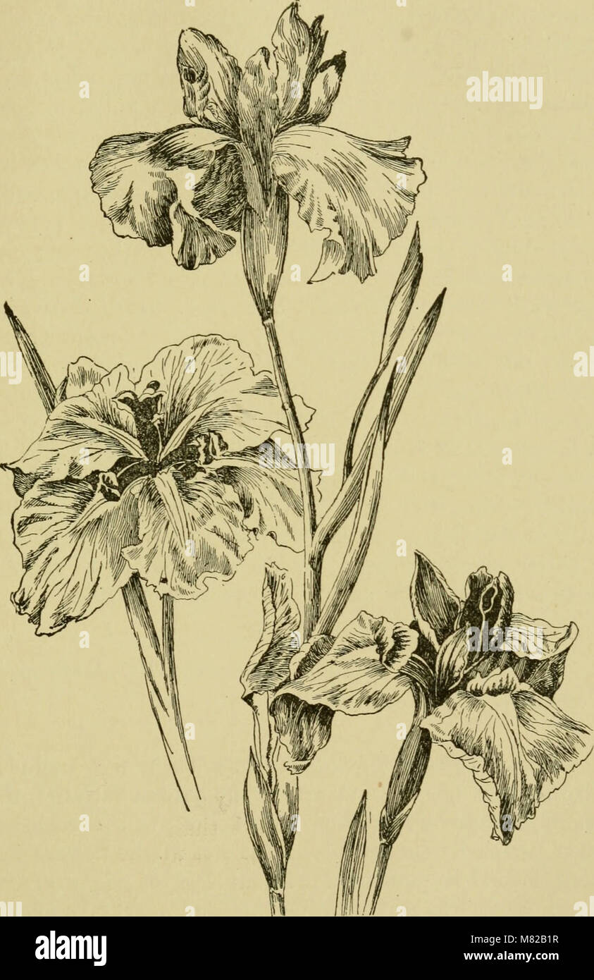 Bulbs and tuberous-rooted plants - their history, description, methods ...