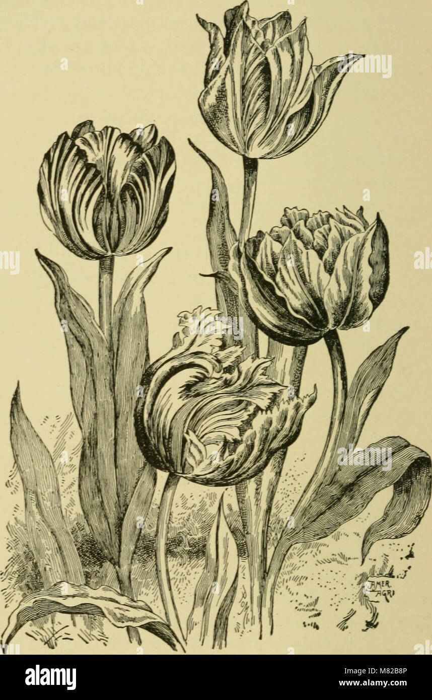 Bulbs and tuberous-rooted plants - their history, description, methods ...