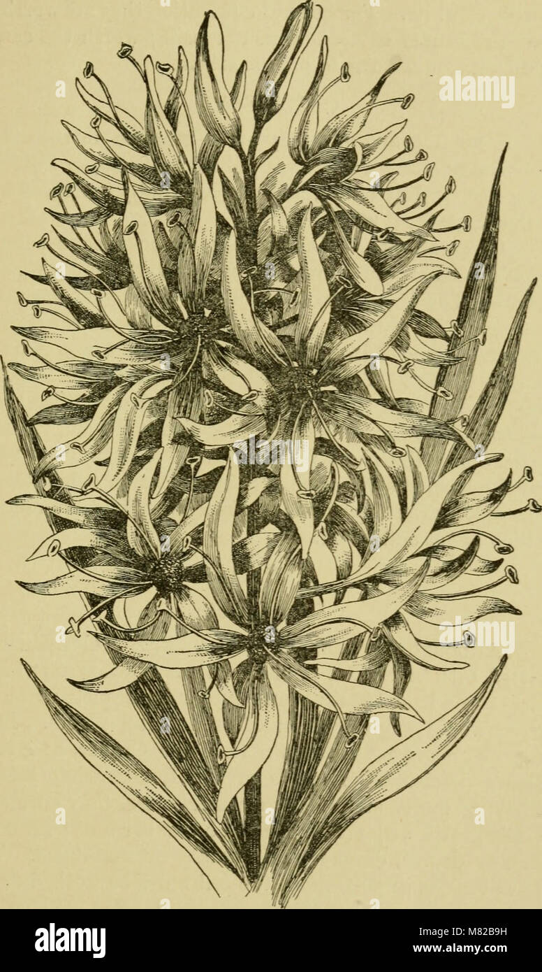This 1919 guide provides detailed information on bulbs and tuberous ...