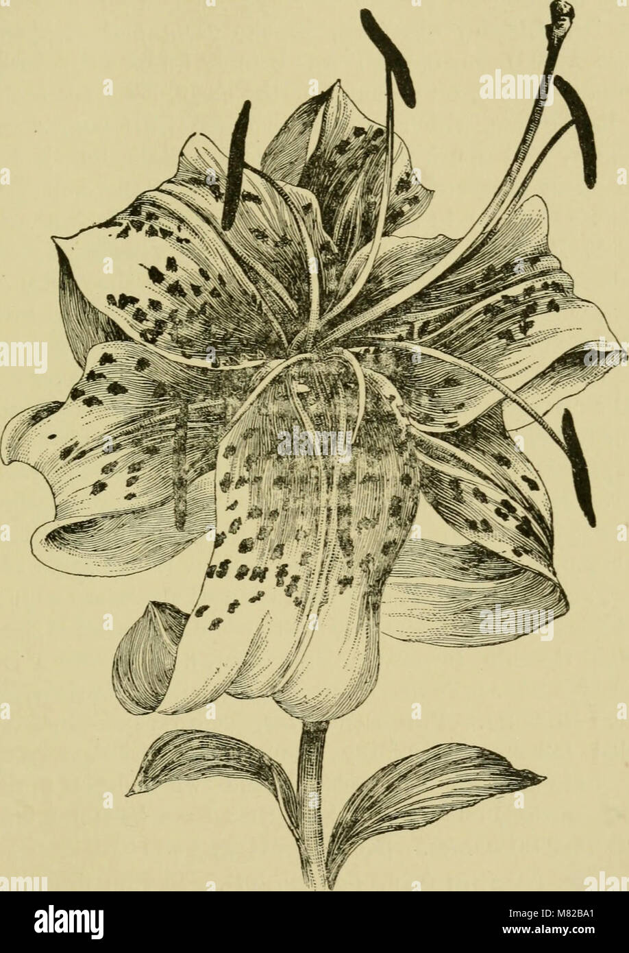 Bulbs and tuberous-rooted plants - their history, description, methods ...
