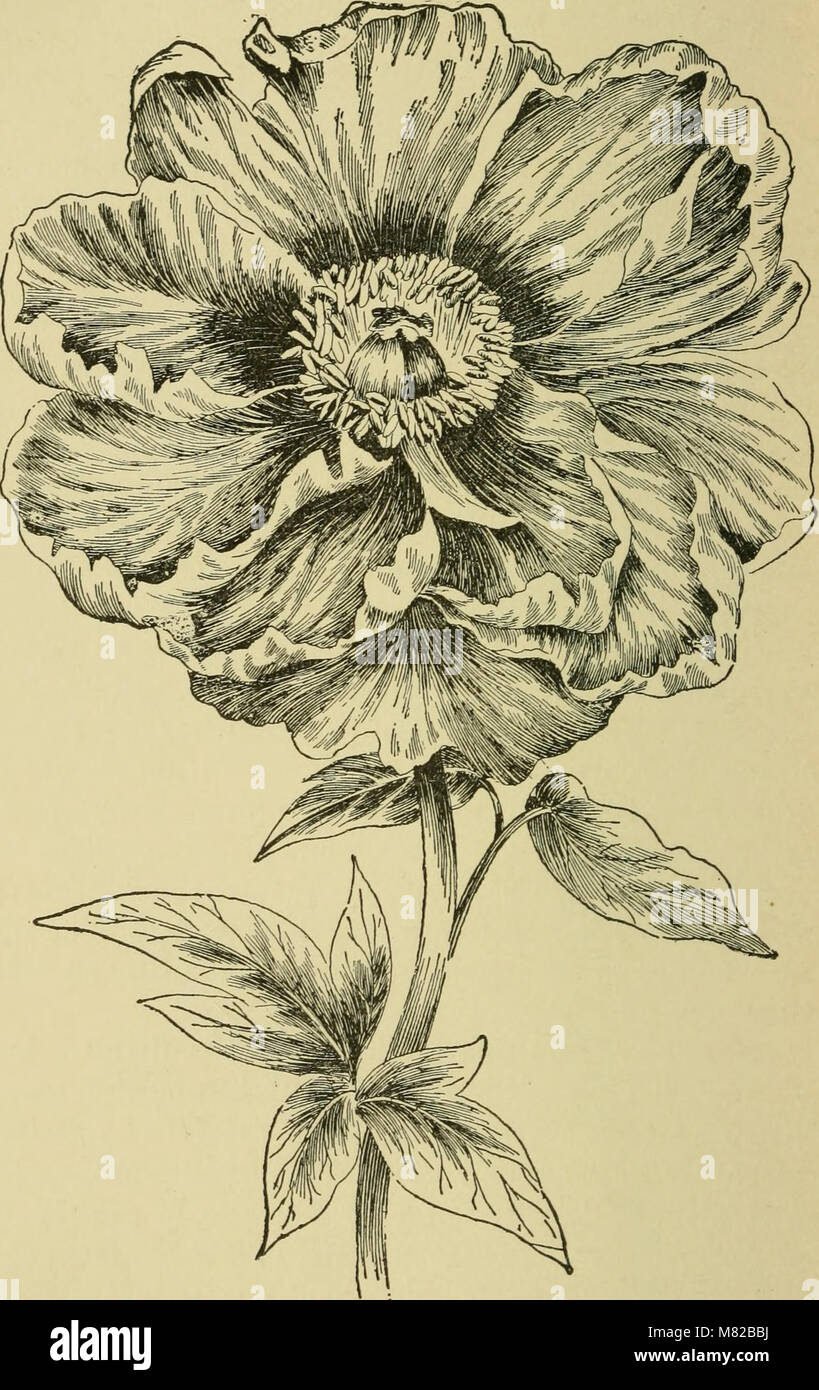 Bulbs and tuberous-rooted plants - their history, description, methods ...