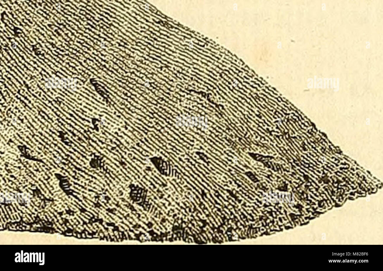 The *Bulletin des Sciences* (1791) is a scientific journal that ...