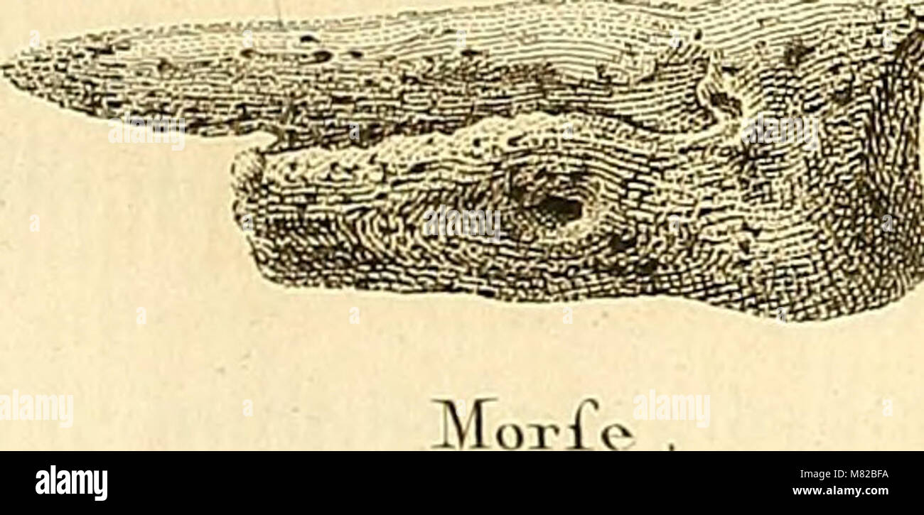 The 1791 'Bulletin des sciences' is a scientific journal that reports ...