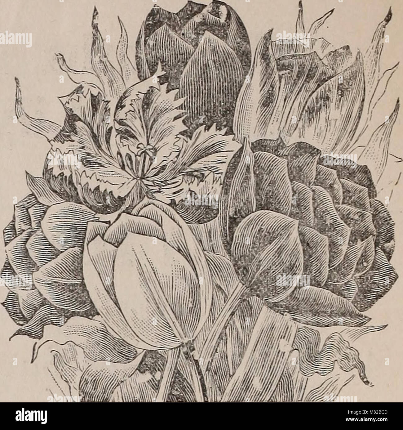 This 1902 catalog provides information on fall-planted bulbs, including ...