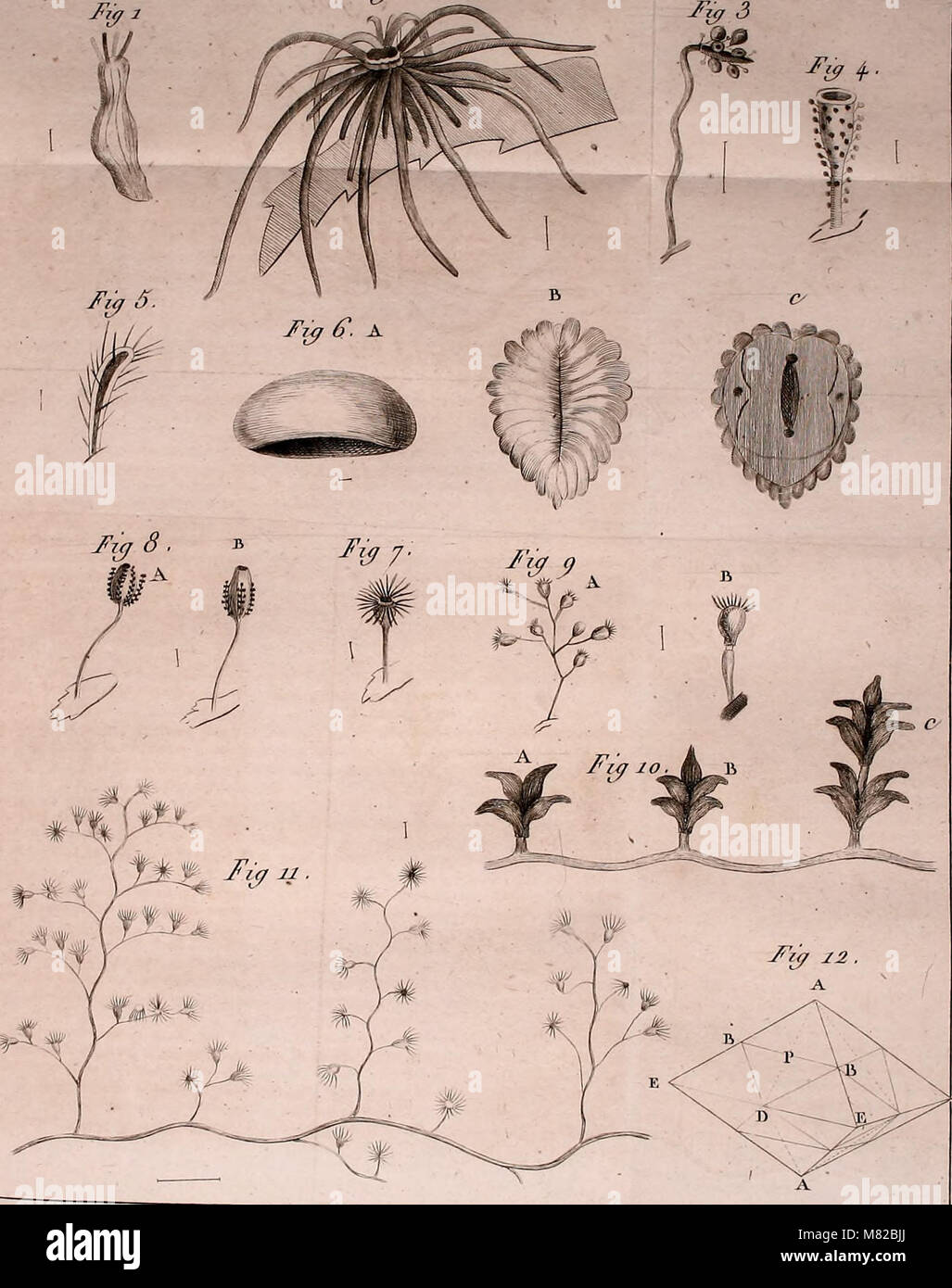 The 1791 Bulletin des sciences is an early scientific journal featuring ...
