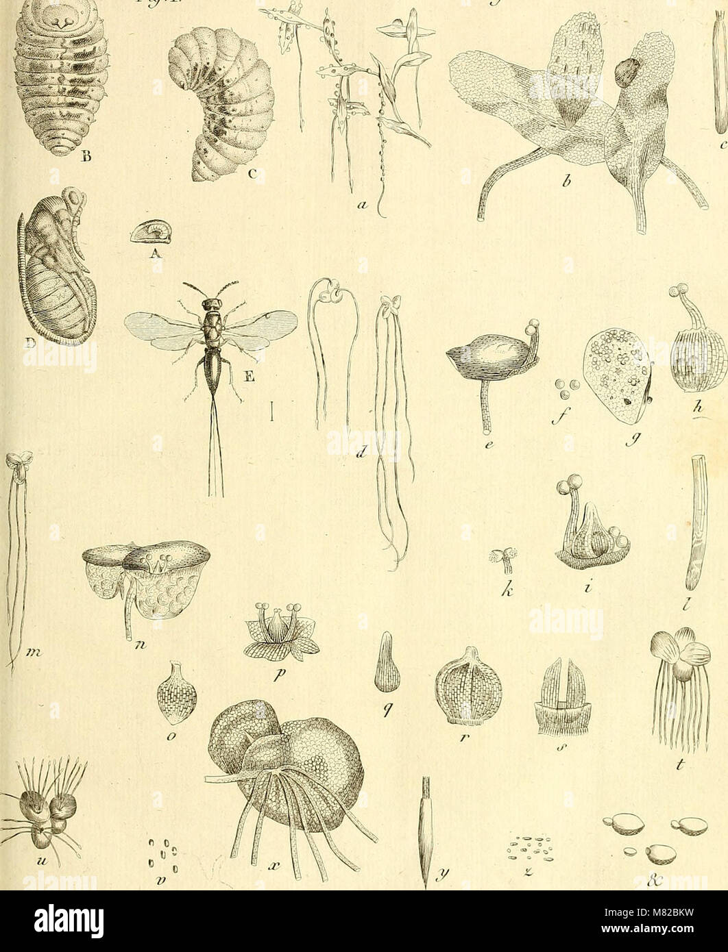'Bulletin des Sciences' (1811) is a scientific journal featuring ...