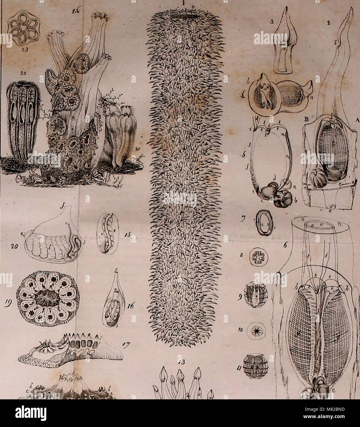 The 1814 'Bulletin des Sciences' presents scientific findings across ...