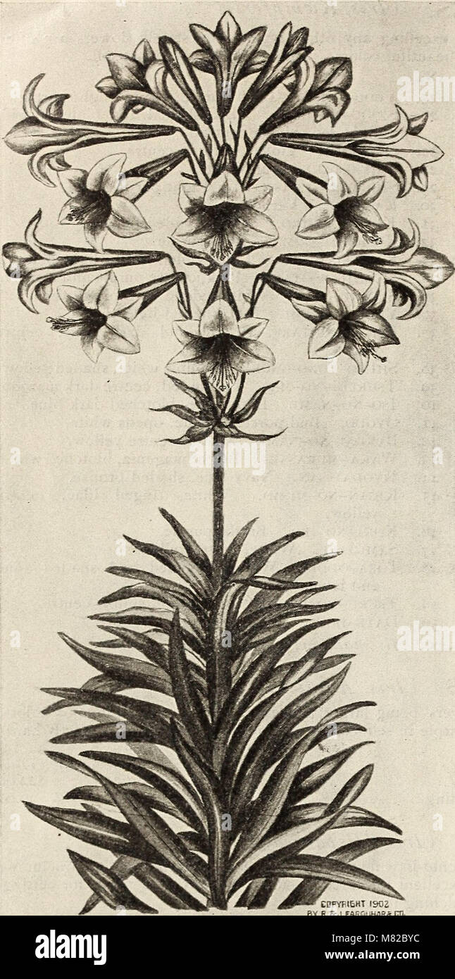 The 1904 Bulb Catalogue offers a comprehensive list of various bulbs ...