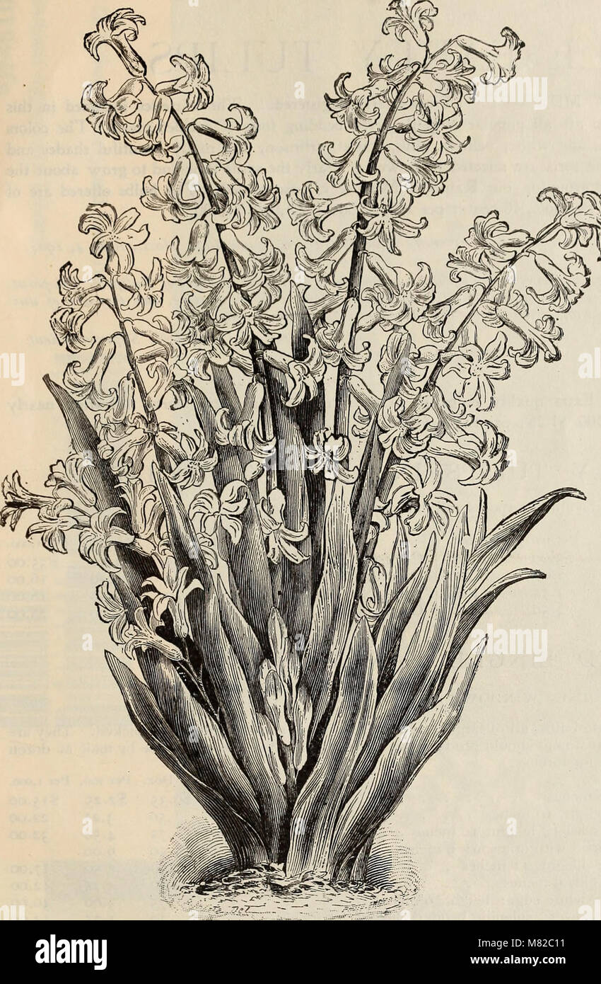 The 1904 Bulb Catalogue provides a list of various flower bulbs ...