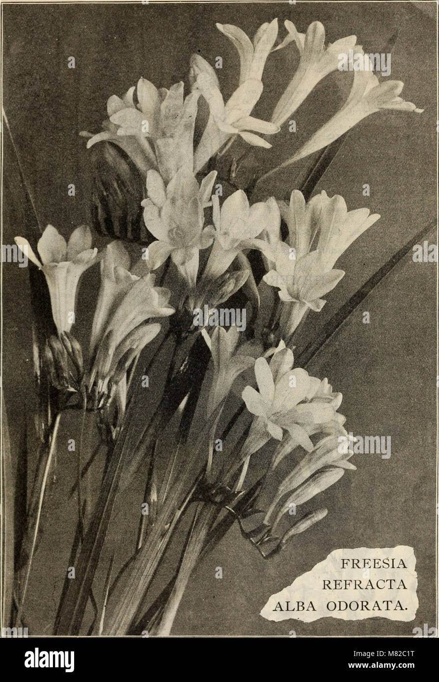 The *Bulb Catalogue* (1904) offers a detailed listing of various plant ...