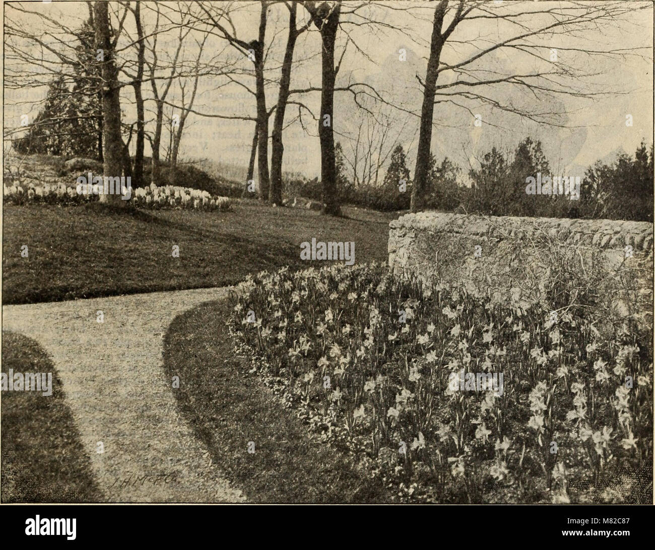 The 1904 'Bulb Catalogue' is a comprehensive listing of various bulbs ...