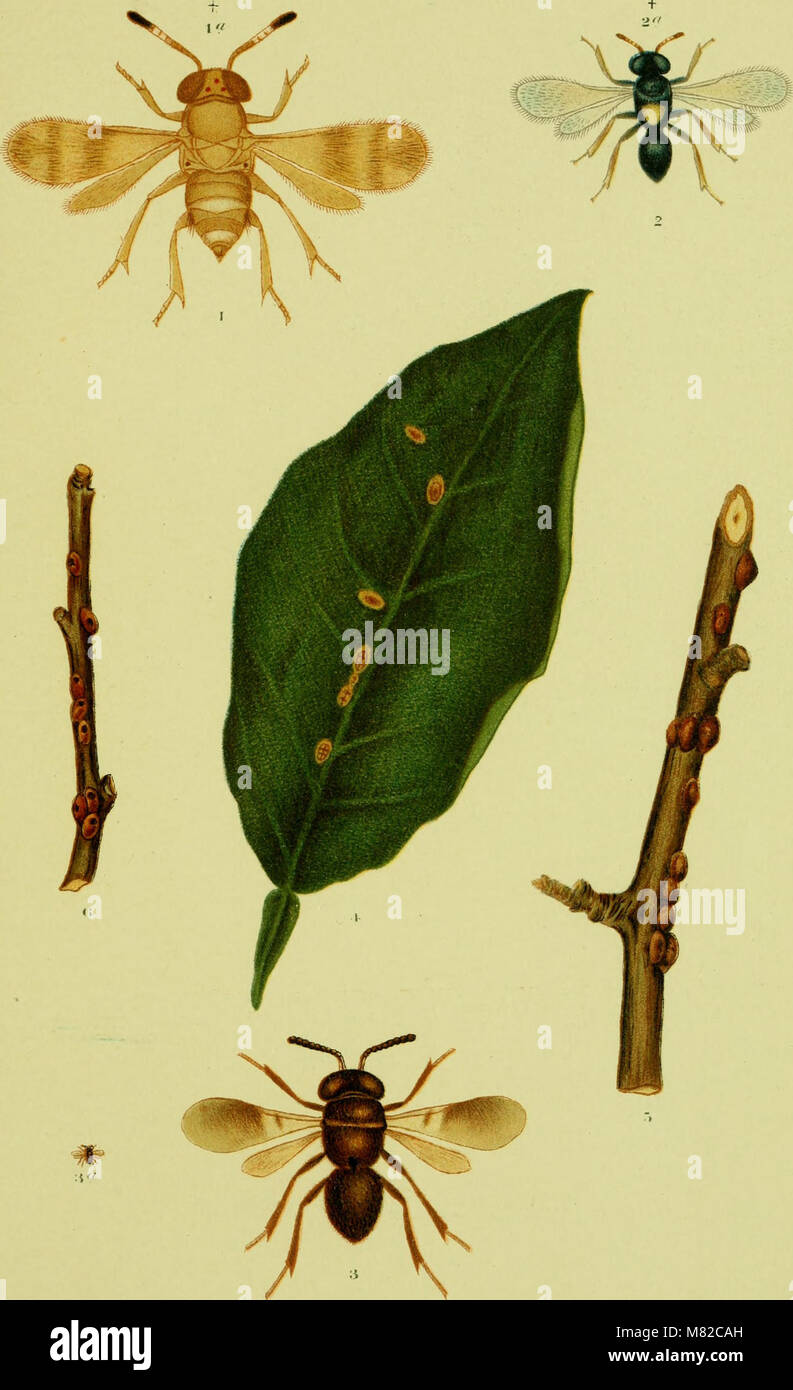 Predator of harmful insects hi-res stock photography and images - Alamy