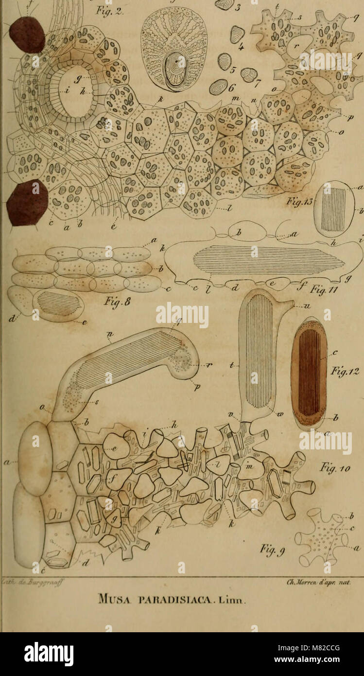 The 1839 Bulletin of the AcadÃ©mie Royale des Sciences, des Lettres et ...