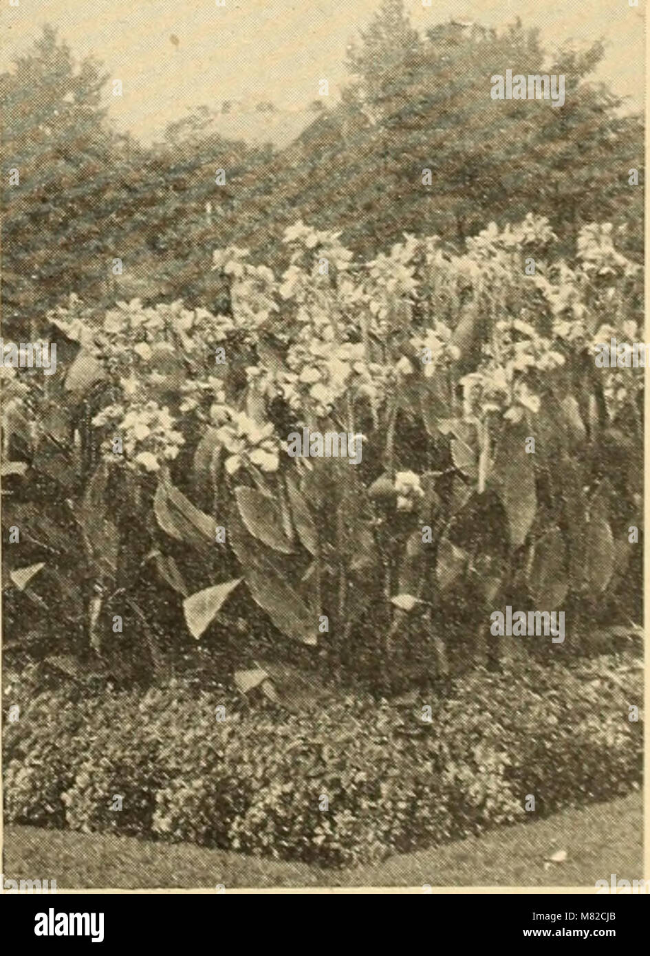 This 1944 seed catalog presents a variety of agricultural seeds available for planting in the ...