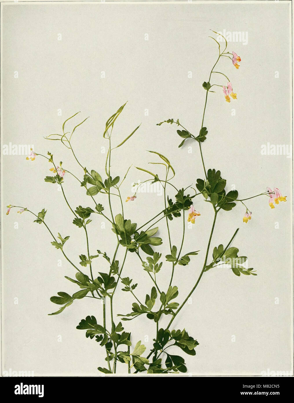 Capnoides sempervirens hi-res stock photography and images - Alamy