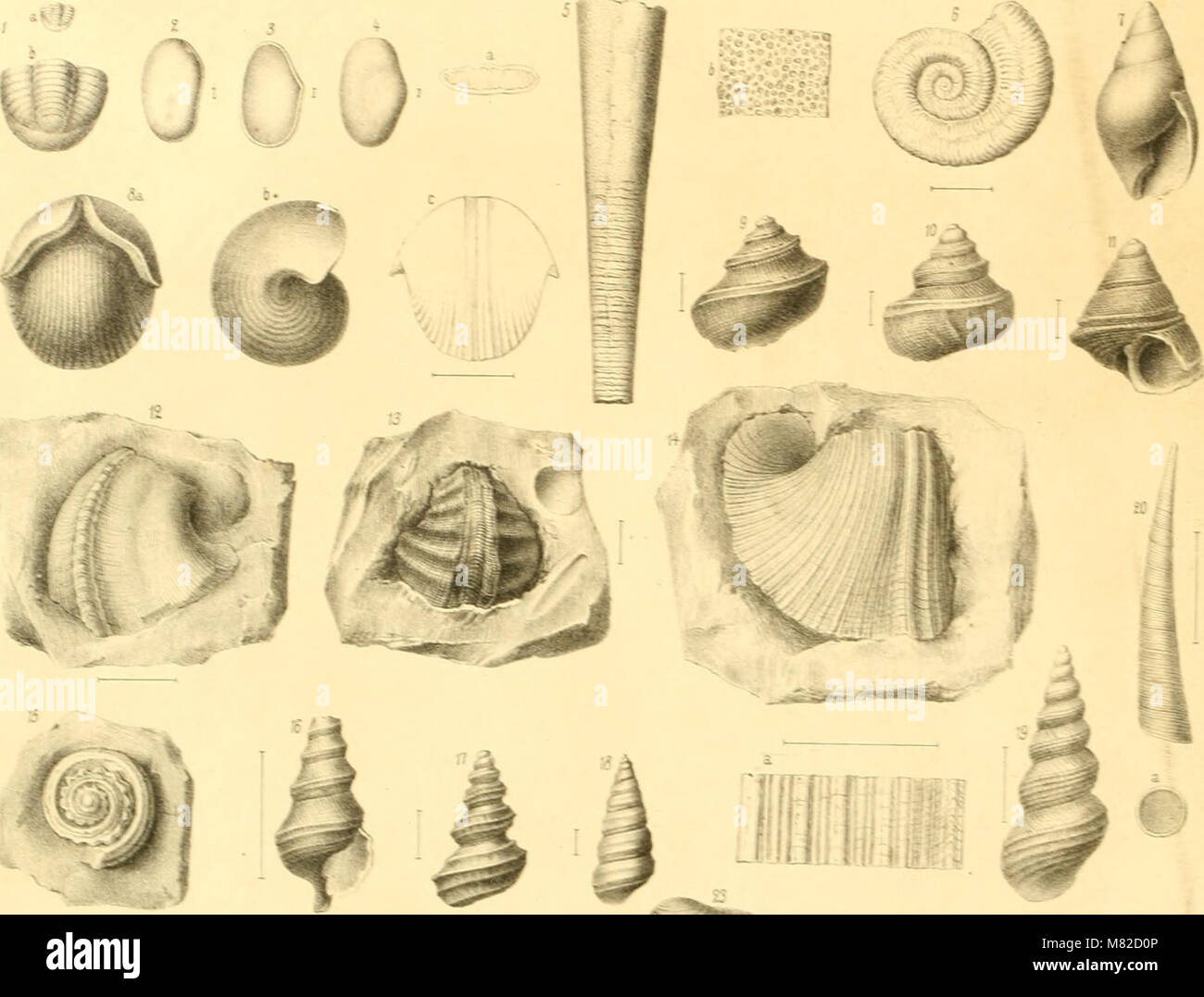 'Carbonformation und Dyas in Nebraska' (1866) discusses the carbon ...