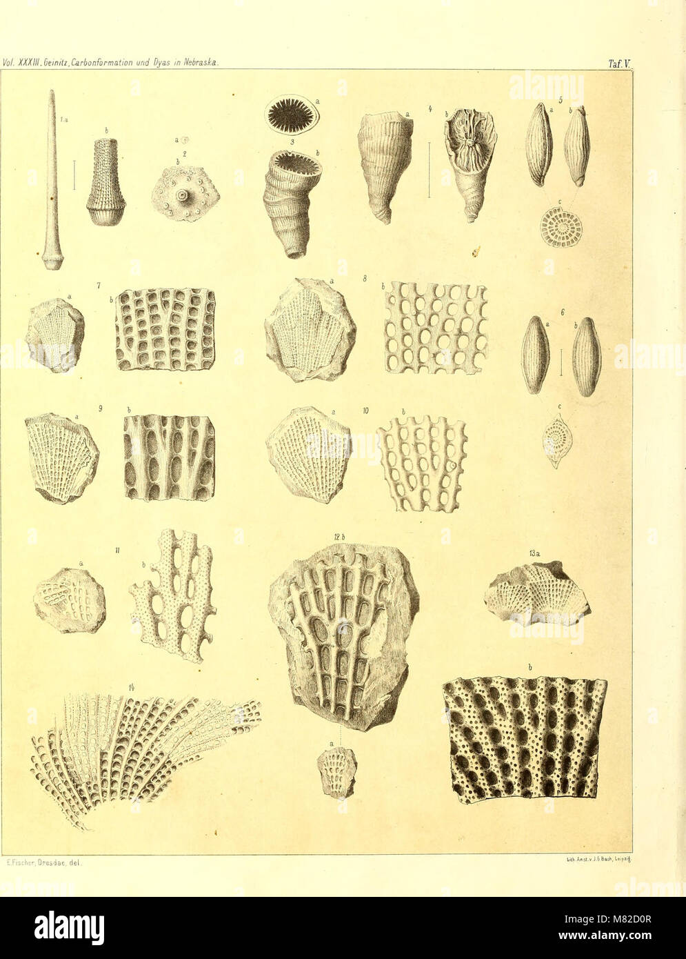 'Carbonformation und Dyas in Nebraska' (1866) is a geological study ...