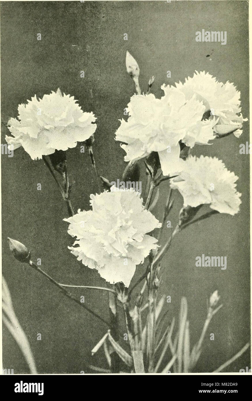 'Carnations, Picotees, and the Wild and Garden Pinks' (1905) is a ...