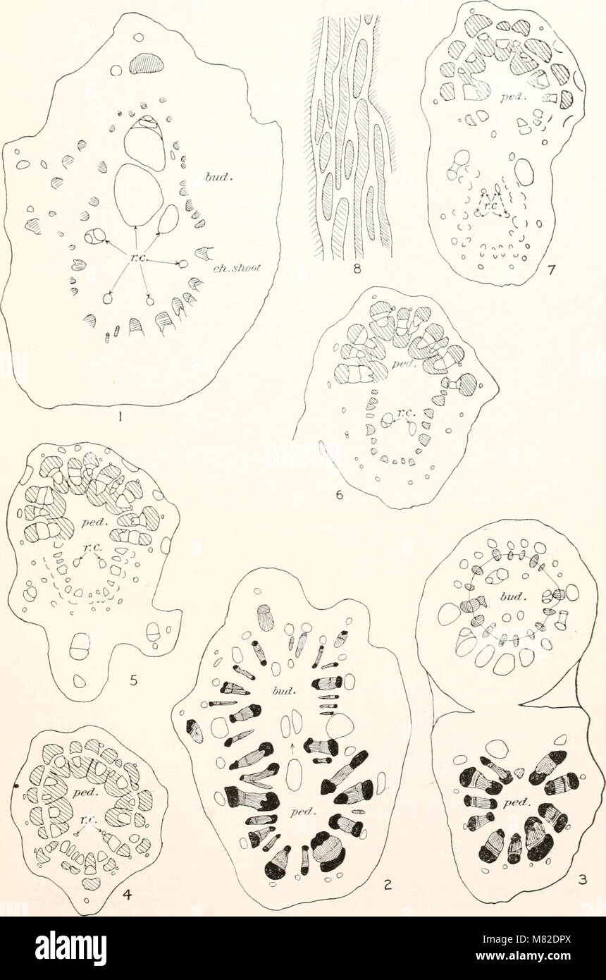 Carnegie institution of washington hi-res stock photography and images ...