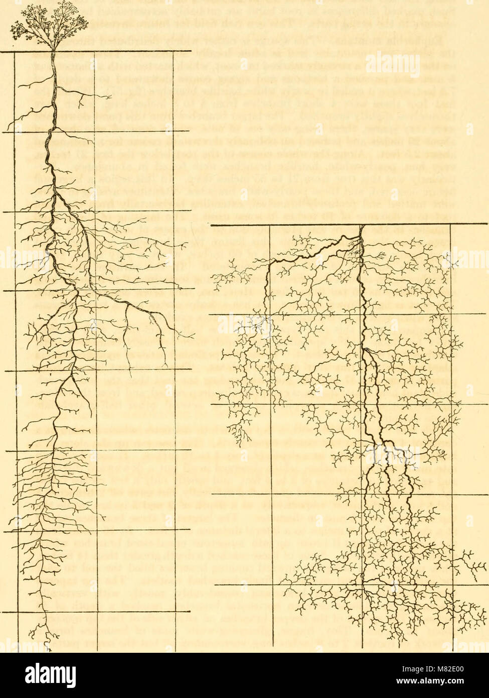 This 1919 publication from the Carnegie Institution of Washington ...