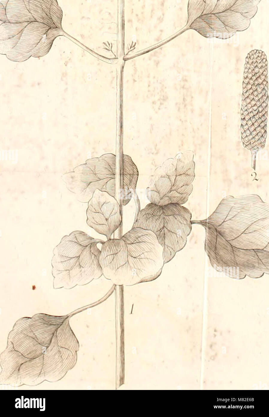 'Amoenitates Academicae' (1785) by Carolus Linnaeus compiles various ...