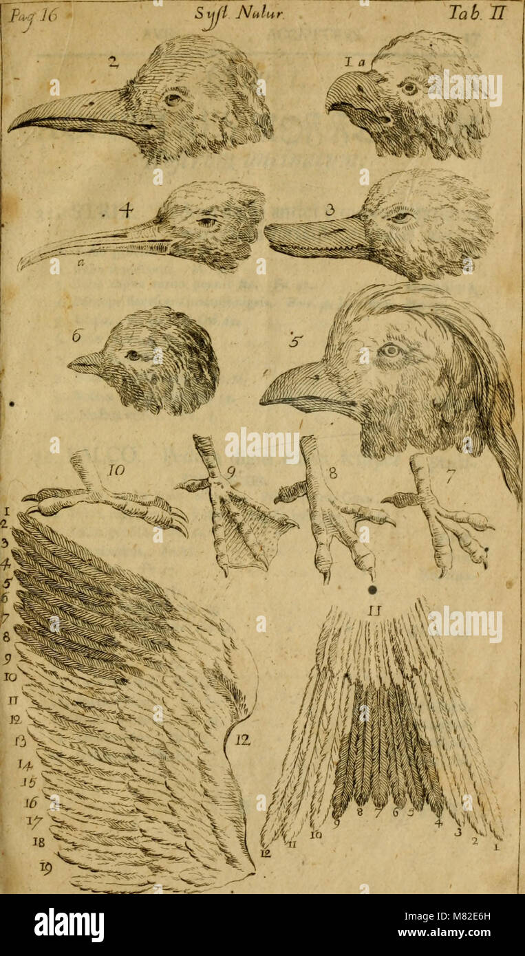 Carl linnaeus biological taxonomy hi-res stock photography and images ...