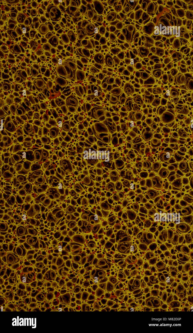 This work, based on the writings of Carl Linnaeus, details the ...