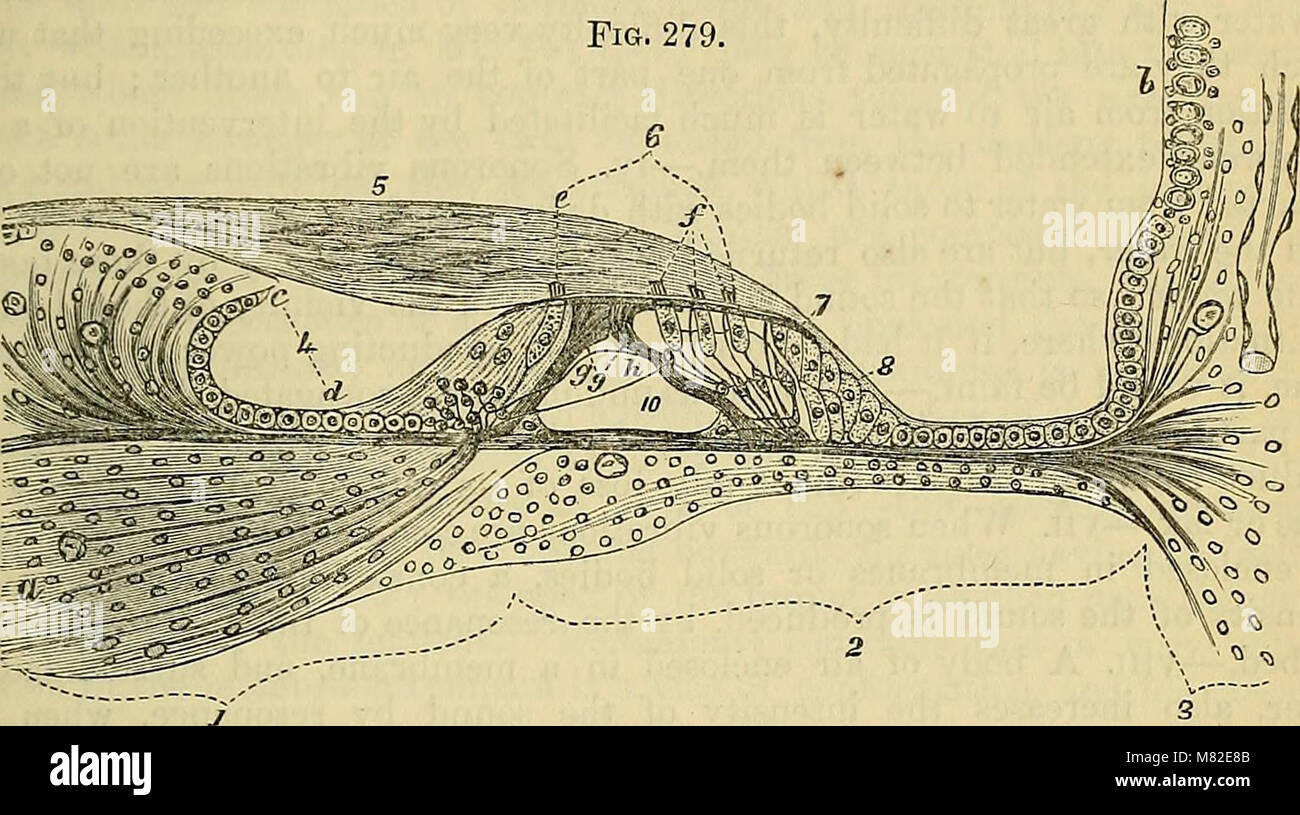 Carpenter's Principles of Human Physiology, published in 1881, provides ...