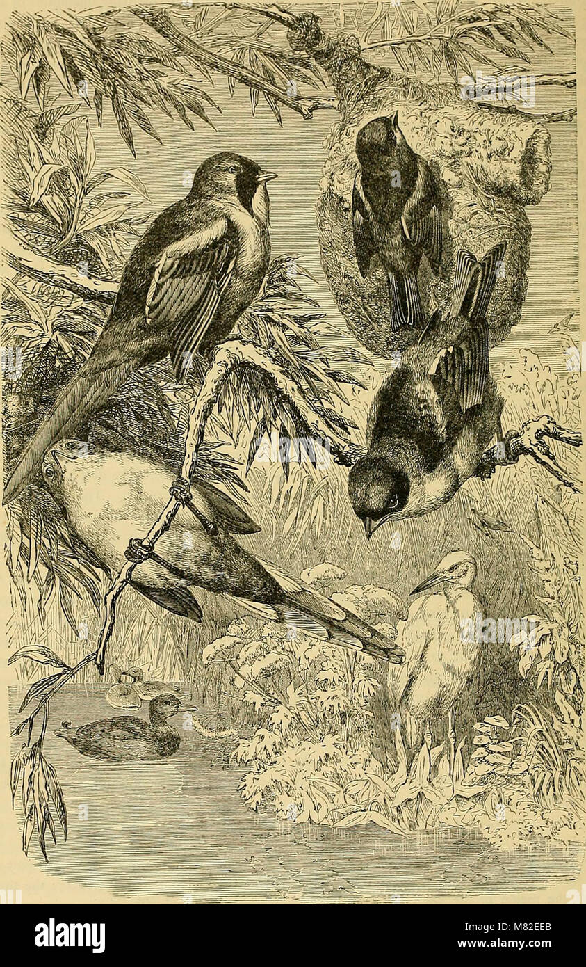 Cassell's Book of Birds, published in 1875, offers a comprehensive ...