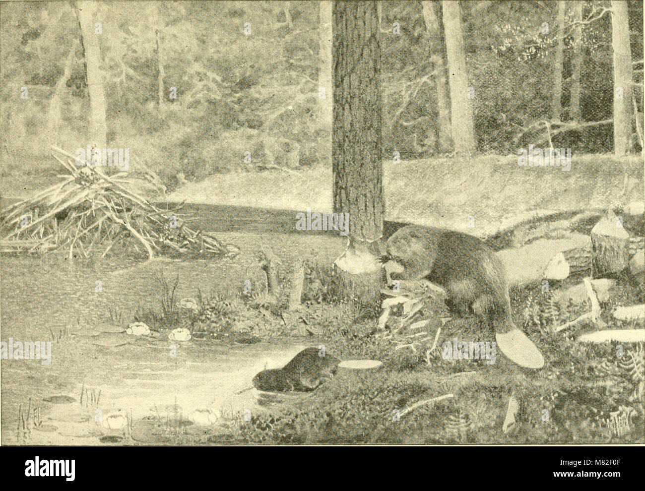 Castorologia, or The history and traditions of the Canadian beaver ...