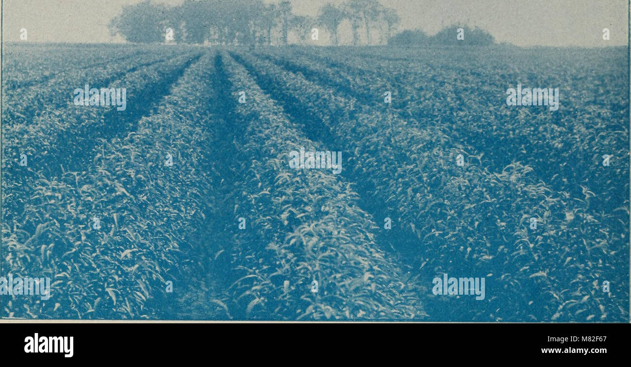 This 1899 catalogue provides a comprehensive listing of items or ...