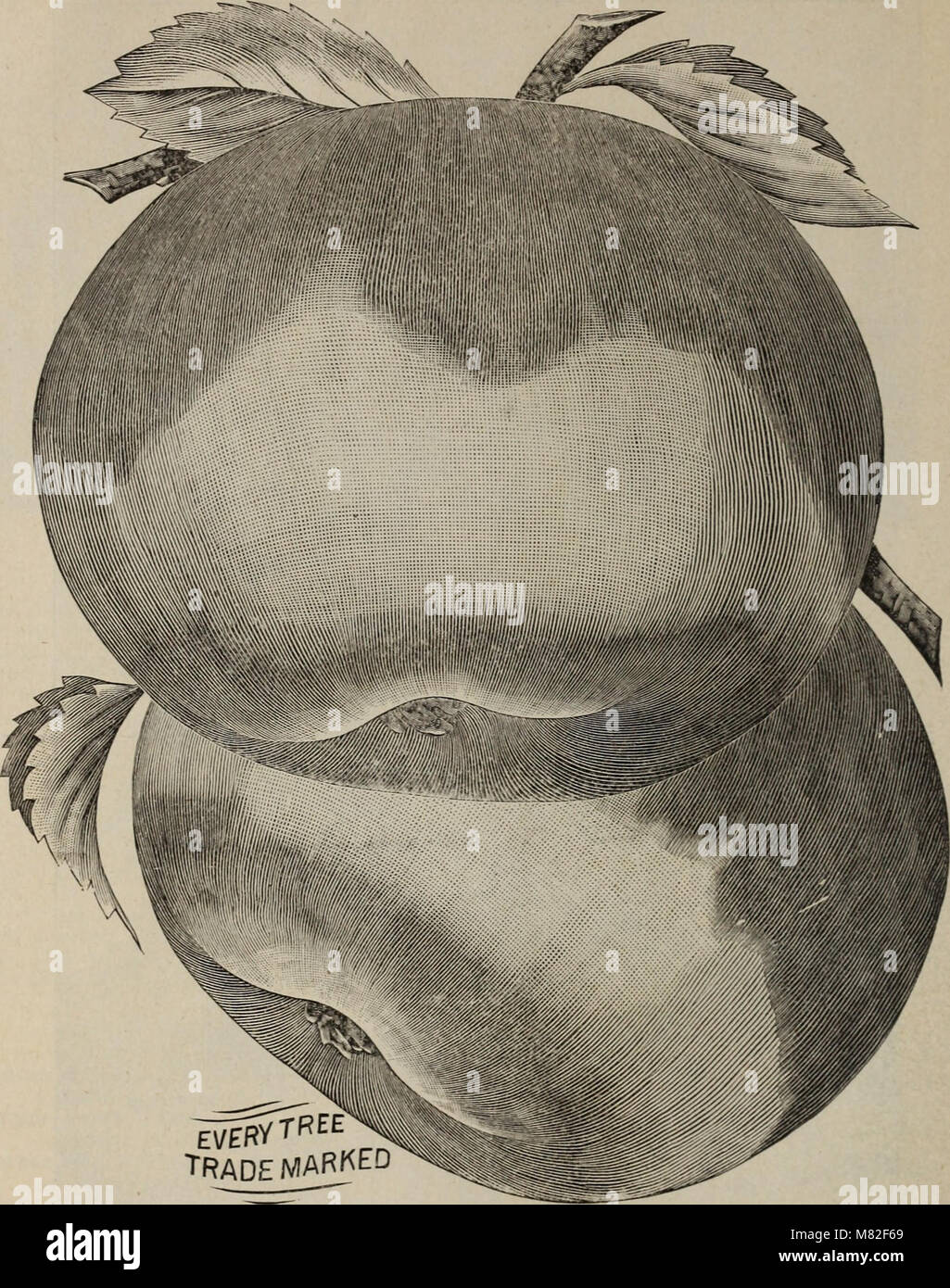 The *Catalogue* (1899) is a listing of various items, likely from a ...