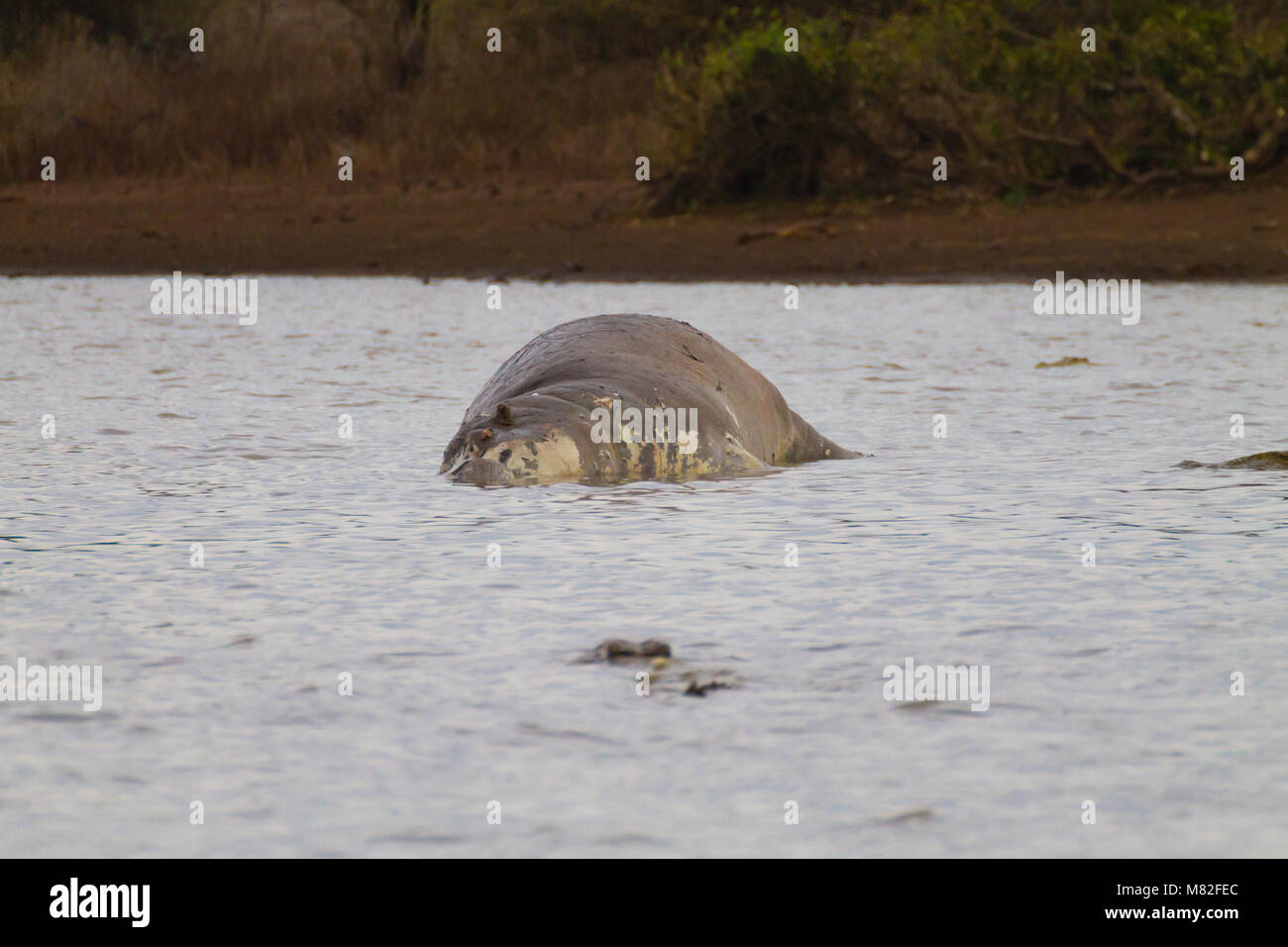 Dead hippo on Kruger National park waterhole. Safari and wildlife ...