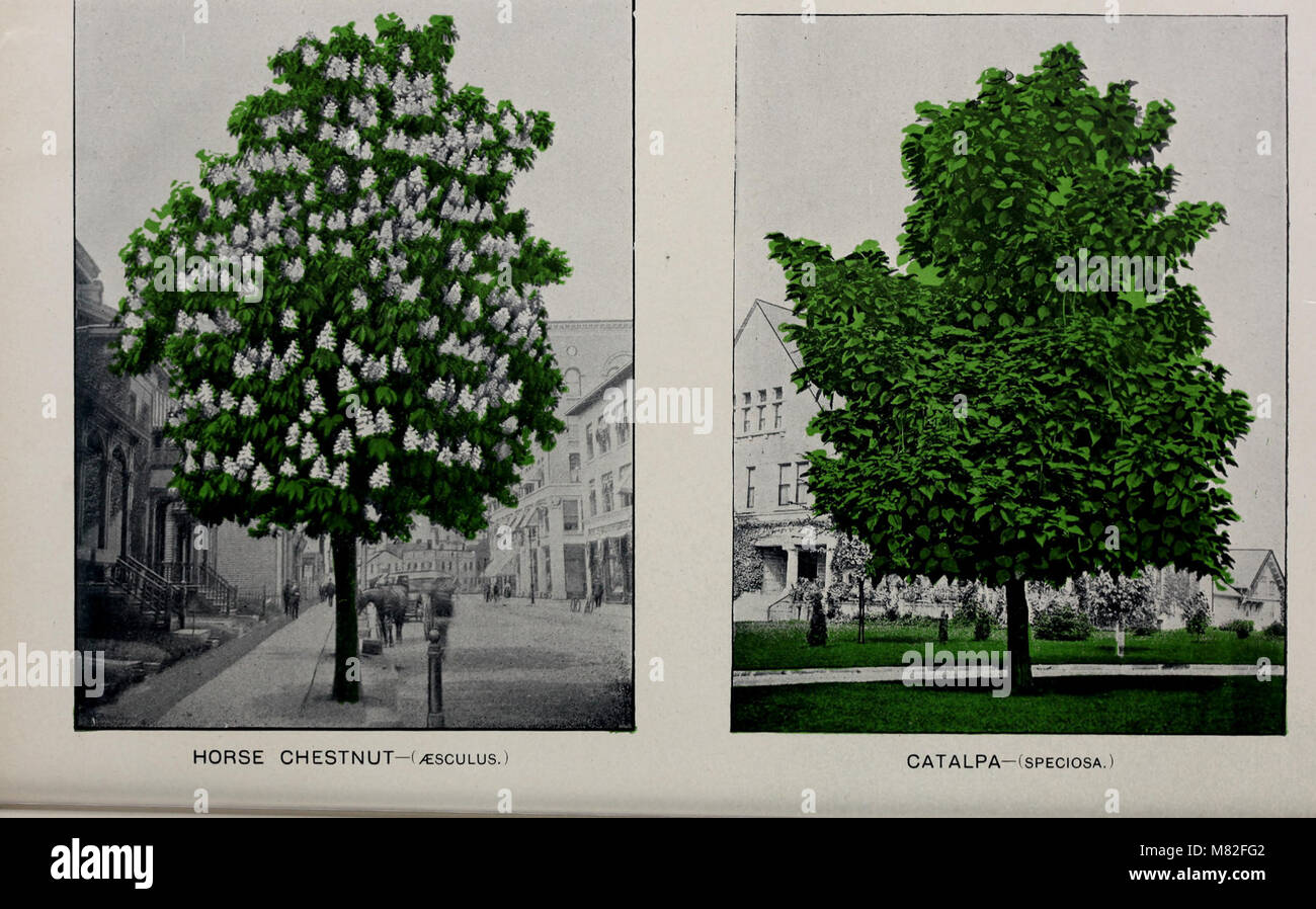 The 1902 plant catalog includes a variety of fruit trees, ornamental ...