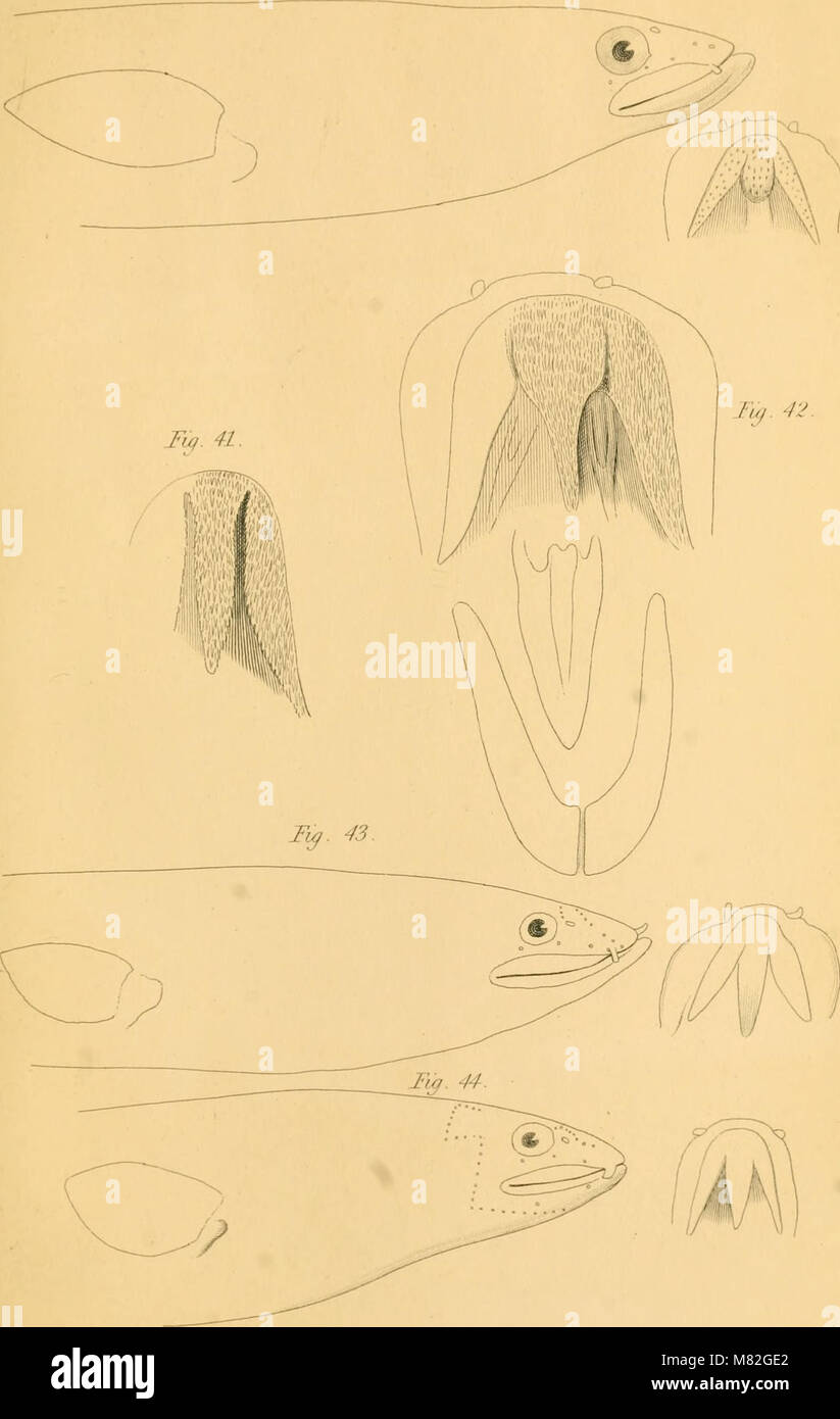 Catalogue of apodal fish, in the collection of the British Museum (1856 ...