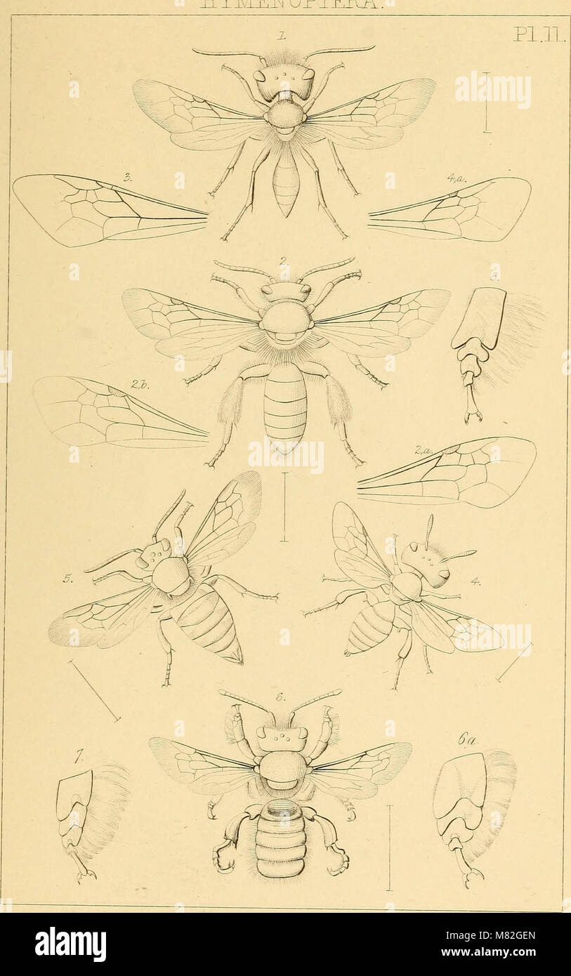 This catalogue lists the species of British Hymenoptera housed at the ...