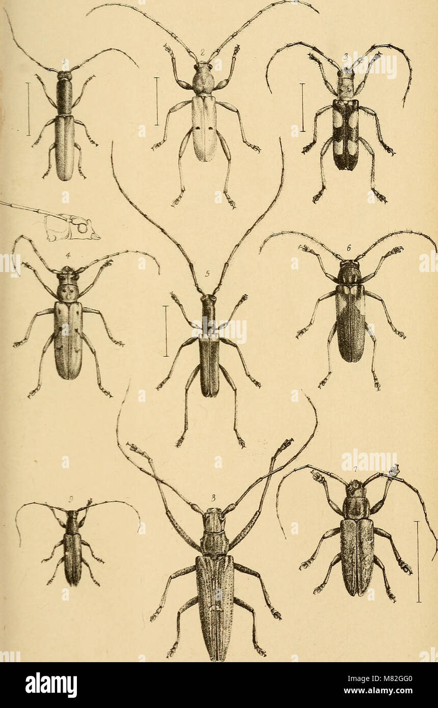 This catalogue presents a detailed list of coleopterous (beetle ...
