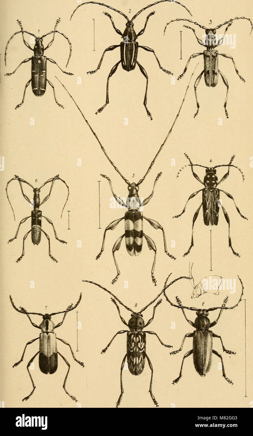 Catalogue of coleopterous insects in the collection of the British ...