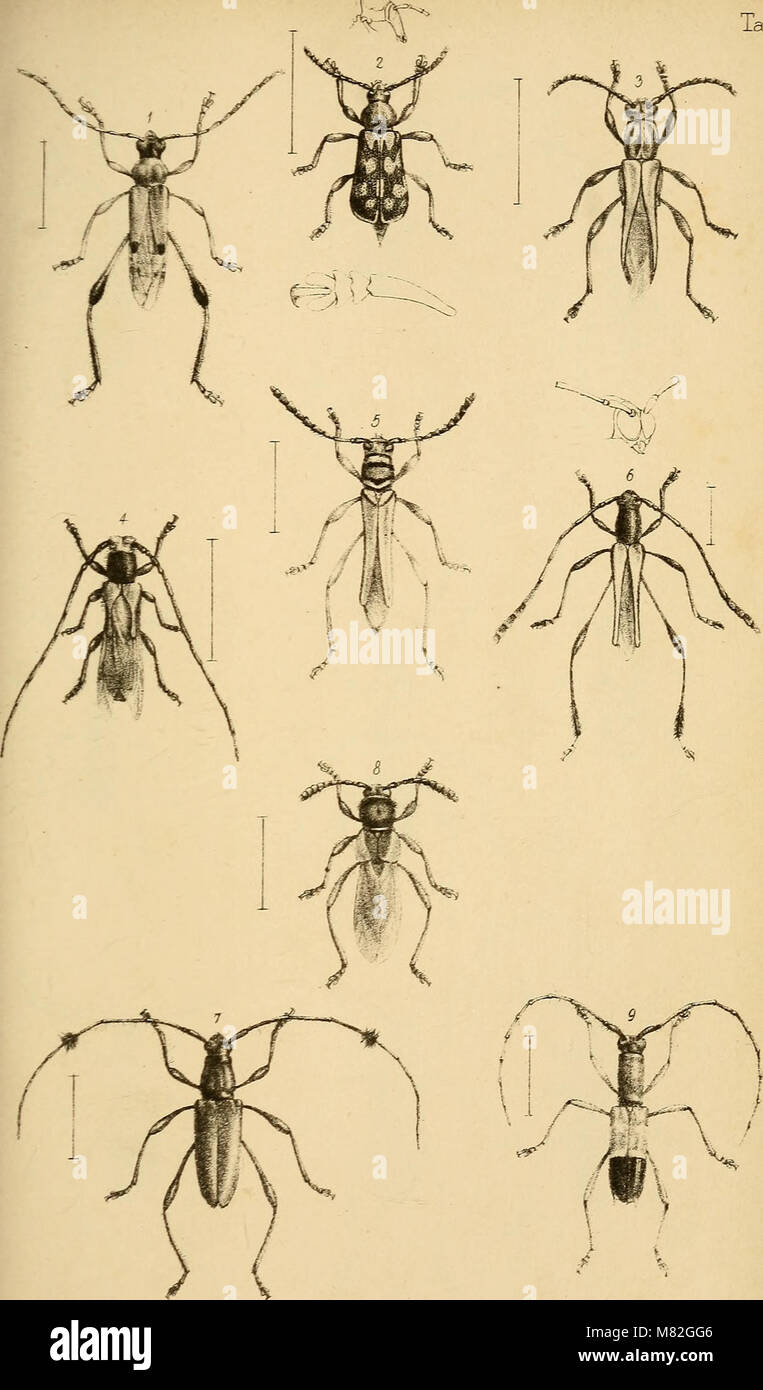 The 1847 catalogue documents coleopterous insects in the British Museum ...