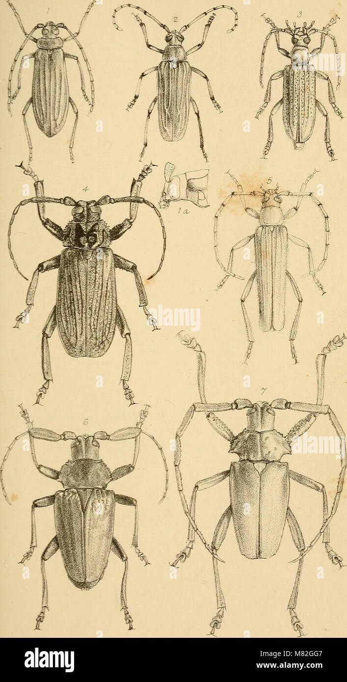 Catalogue of coleopterous insects in the collection of the British ...