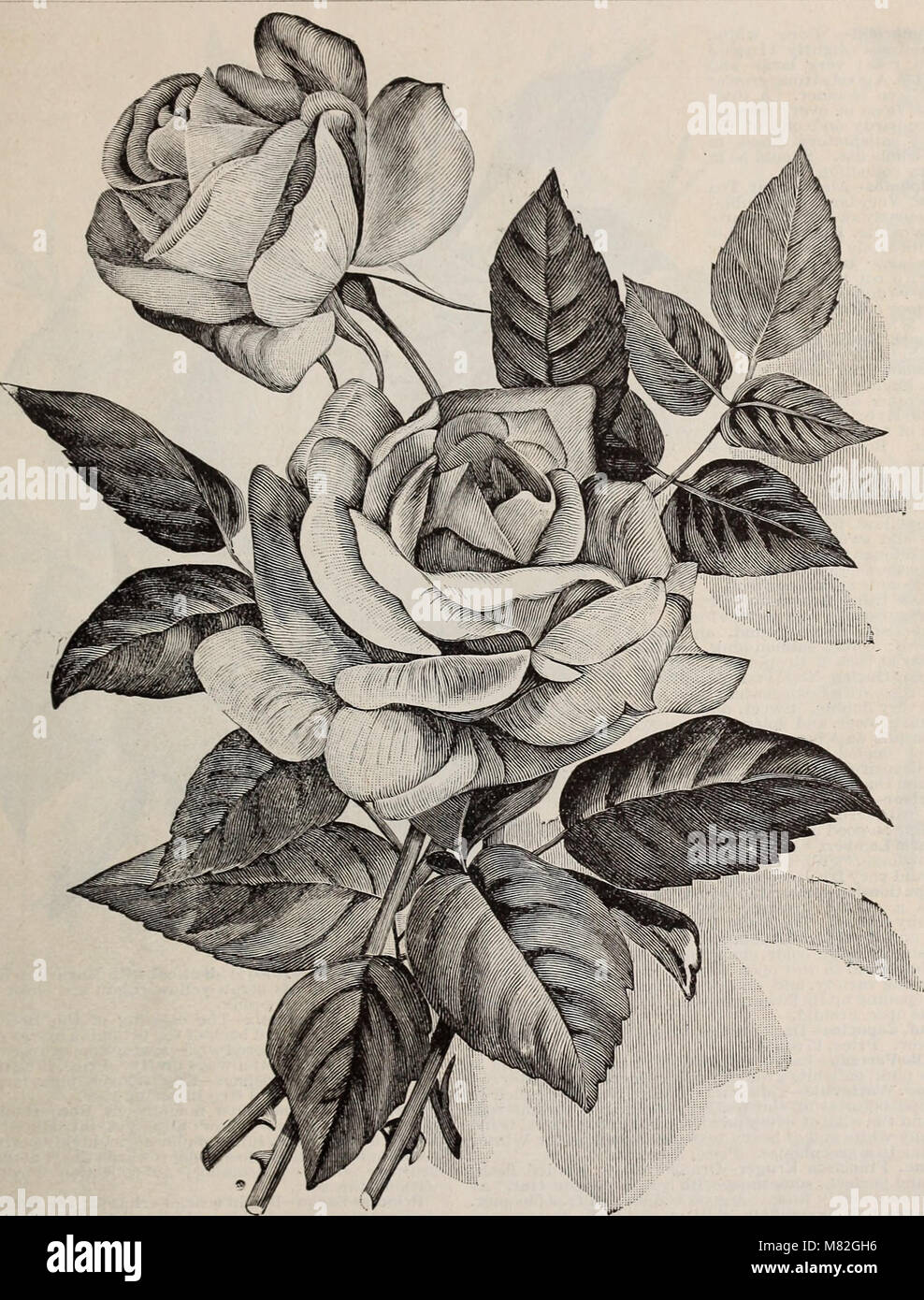 Cottage rose stock photo hi-res stock photography and images - Alamy