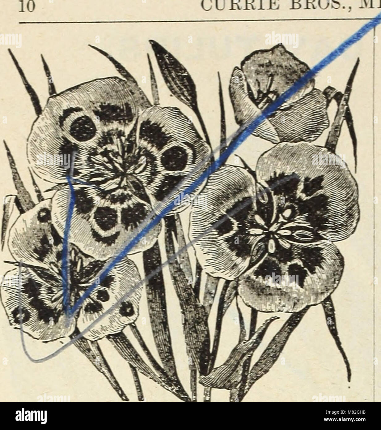 This 1897 catalogue from Currie Bros details a range of hardy bulbs and ...