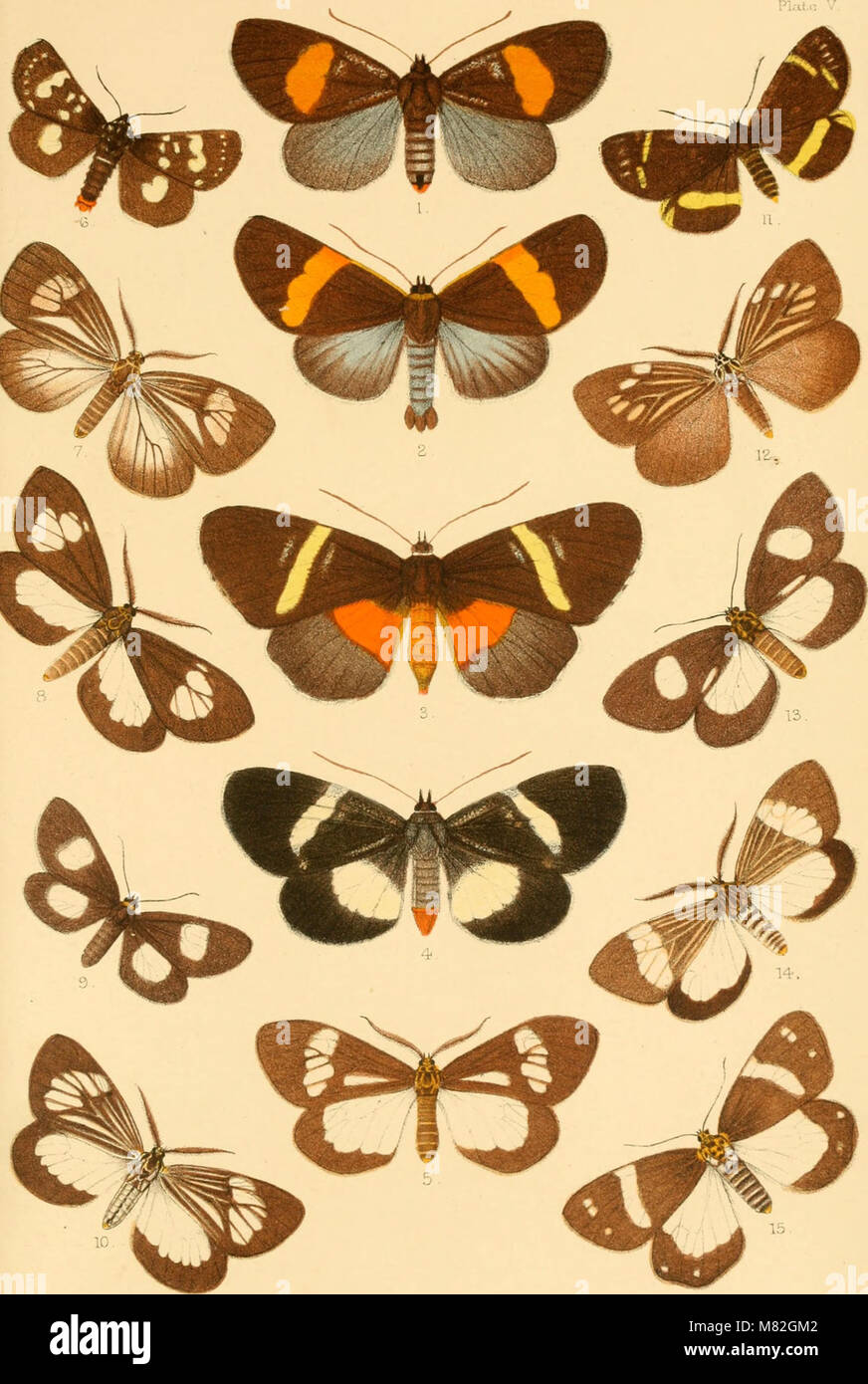 A 1892 catalogue detailing the Heterocera species of Lepidoptera from ...