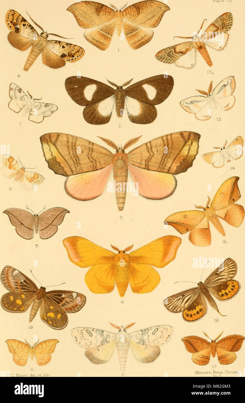 This 1892 catalogue documents the Heterocera Lepidoptera species from ...