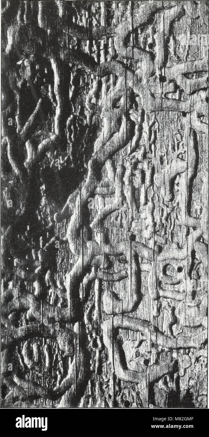 Insect enemies hi-res stock photography and images - Alamy